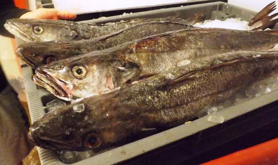 “All Hail the Hake” – eastcoastavocet